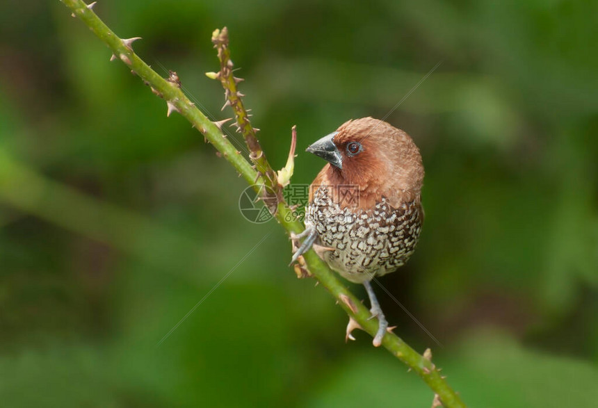 Bird高清图片下载-正版图片506736064-摄图网