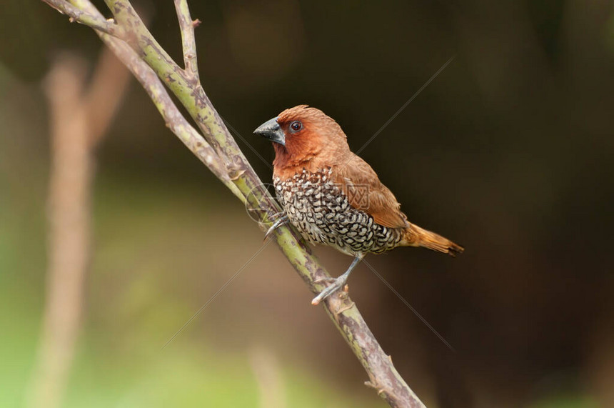 Bird高清图片下载-正版图片506736075-摄图网