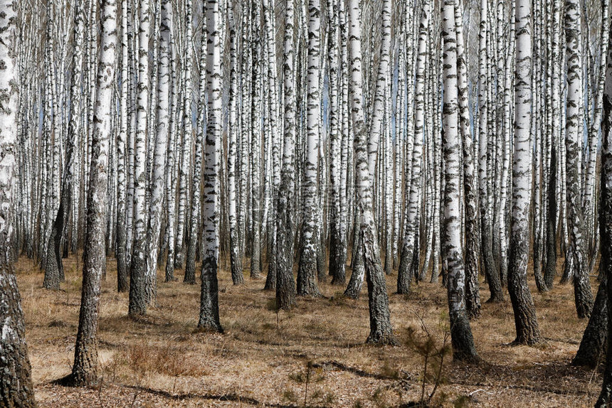 Birch树春天的Birch森林带birches的全景高清图片下载-正版图片506737067-摄图网