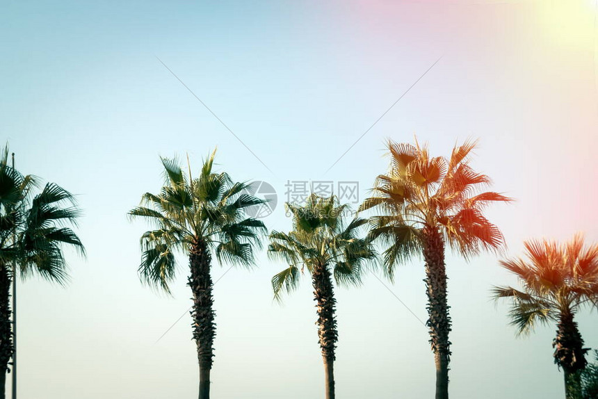 夕阳下的棕榈树巴统格鲁吉亚高清图片下载-正版图片506740349-摄图网