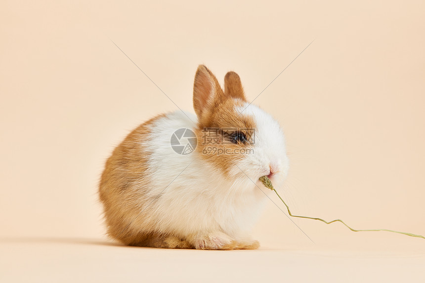 可爱的小兔子吃干草高清图片下载-正版图片506950049-摄图网