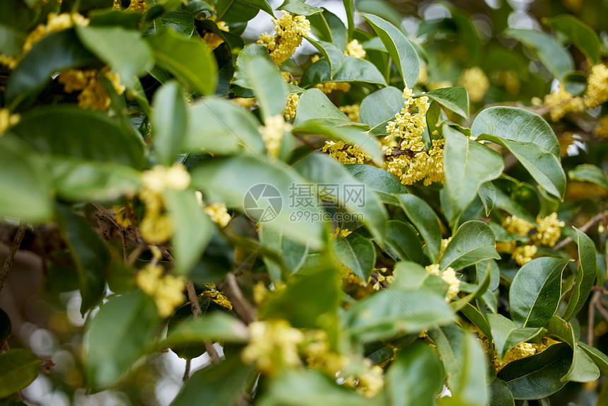 桂花高清图片下载-正版图片506954006-摄图网