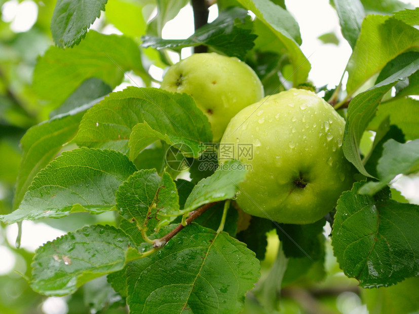 树上的苹果高清图片下载-正版图片506957409-摄图网