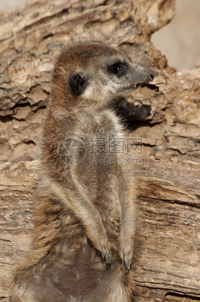 Suricatasuricatta高清图片下载-正版图片506962145-摄图网
