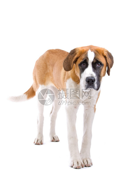 一部大型棕白色圣伯纳德狗的摄影棚景象高清图片下载-正版图片506966560-摄图网