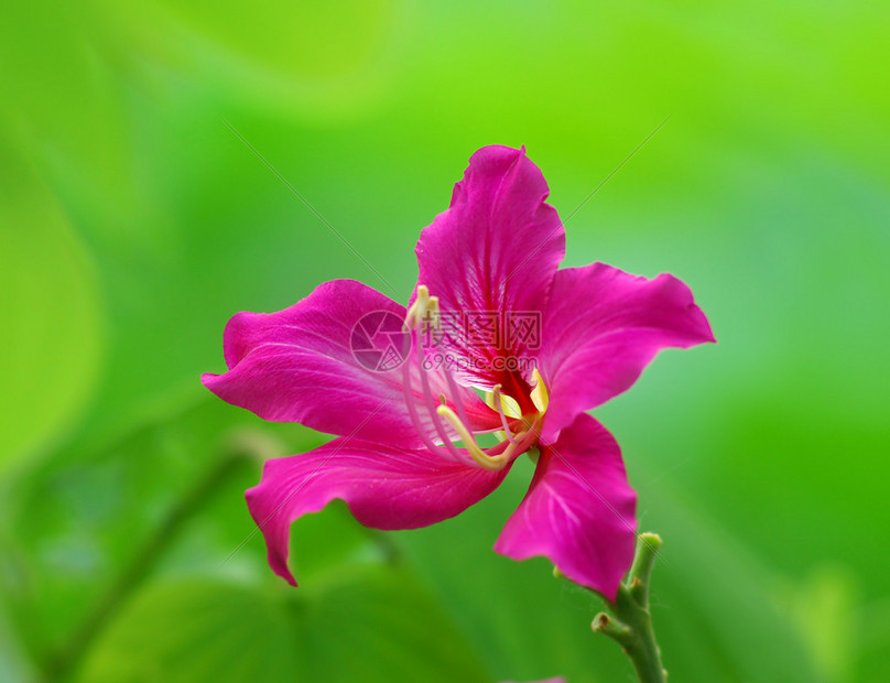 紫荆花高清图片下载-正版图片506967008-摄图网