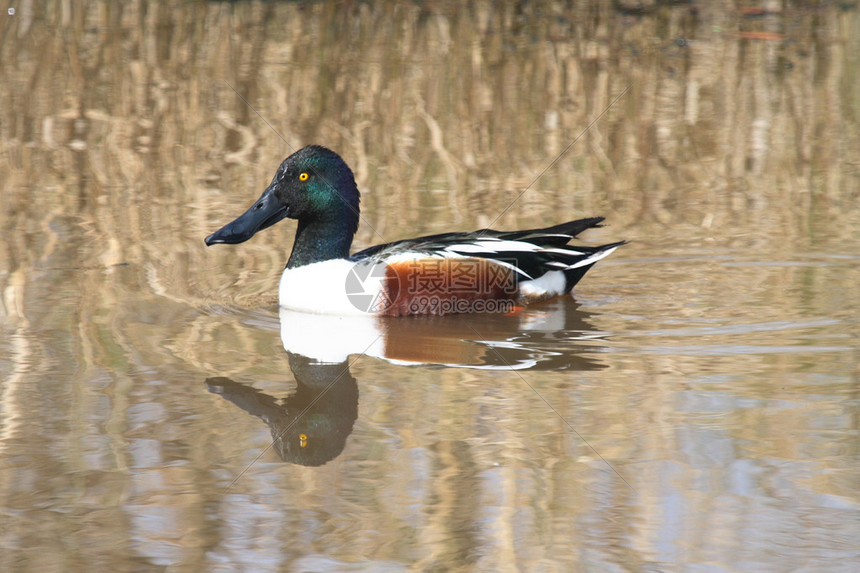 纳瑟恩肖高清图片下载-正版图片506972187-摄图网