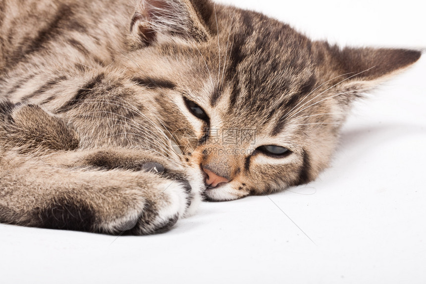 睡猫高清图片下载-正版图片506974187-摄图网