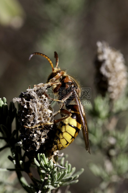 欧洲大黄蜂VespaCrab高清图片下载-正版图片506988819-摄图网