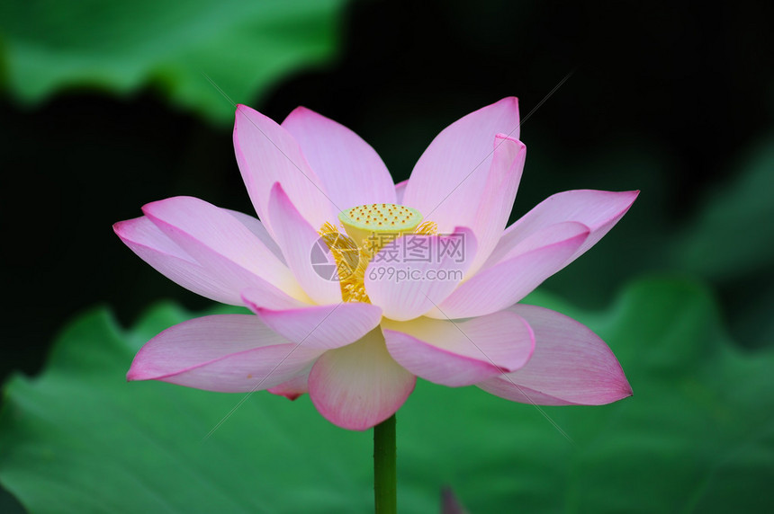 莲花高清图片下载 正版图片507008722 摄图网