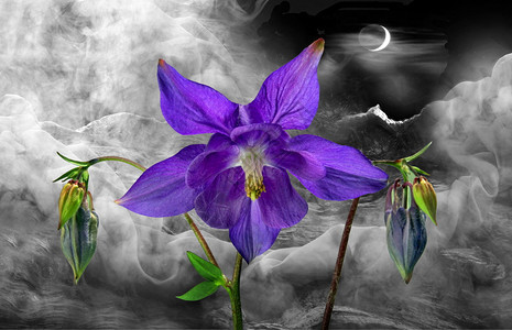 布鲁门鲁曼罗曼高清图片下载-正版图片507017964-摄图网