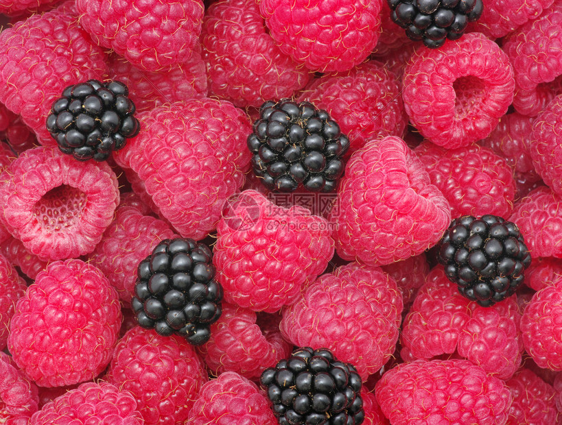 成熟的红树莓背景高清图片下载-正版图片507031942-摄图网