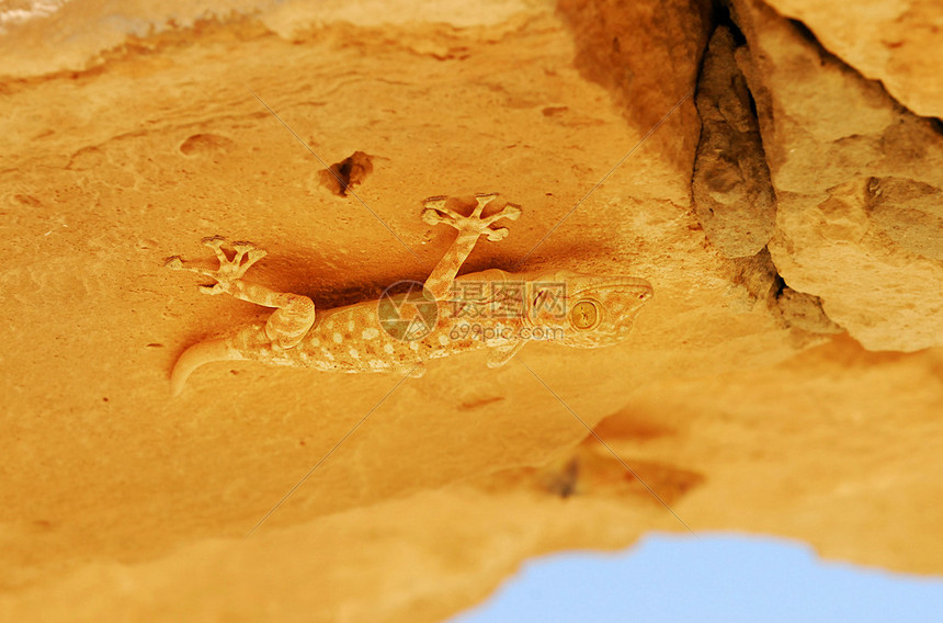 一只Gecko蜥蜴坐在沙漠中高清图片下载-正版图片507034102-摄图网