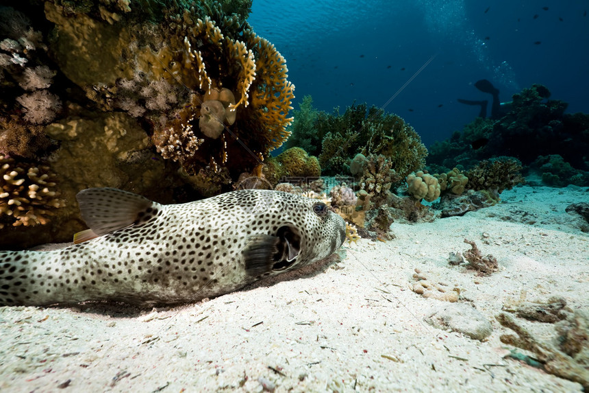 河豚珊瑚和海洋高清图片下载-正版图片507034178-摄图网
