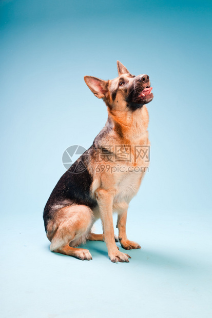 以浅蓝色背景被孤立的德国沙帕德狗摄高清图片下载-正版图片507038270-摄图网