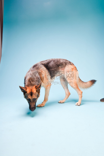 以浅蓝色背景被孤立的德国沙帕德狗摄高清图片下载-正版图片507038272-摄图网