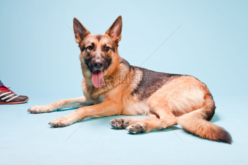 以浅蓝色背景被孤立的德国沙帕德狗摄高清图片下载-正版图片507038275-摄图网