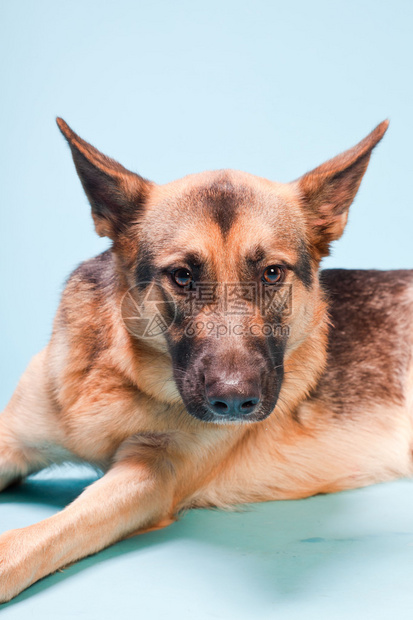 以浅蓝色背景被孤立的德国沙帕德狗摄高清图片下载-正版图片507038277-摄图网