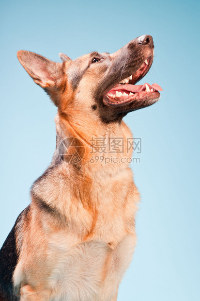 以浅蓝色背景被孤立的德国沙帕德狗摄高清图片下载-正版图片507038282-摄图网