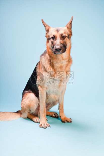 以浅蓝色背景被孤立的德国沙帕德狗摄高清图片下载-正版图片507038283-摄图网
