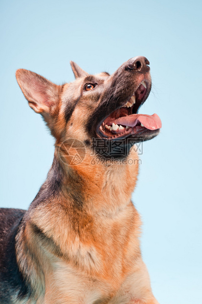 以浅蓝色背景被孤立的德国沙帕德狗摄高清图片下载-正版图片507038288-摄图网