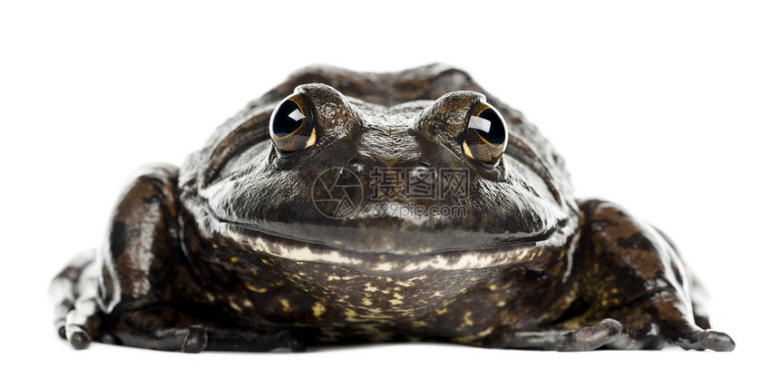 美国公牛蛙或公牛蛙拉娜卡茨比亚纳白高清图片下载-正版图片507041640-摄图网