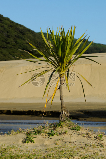 新西兰北部的TePa高清图片下载-正版图片507042374-摄图网