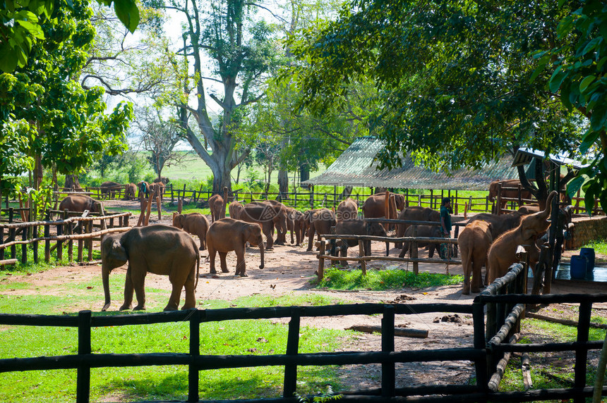 在斯里兰卡乌达瓦拉威公园Udawalawe高清图片下载-正版图片507051728-摄图网