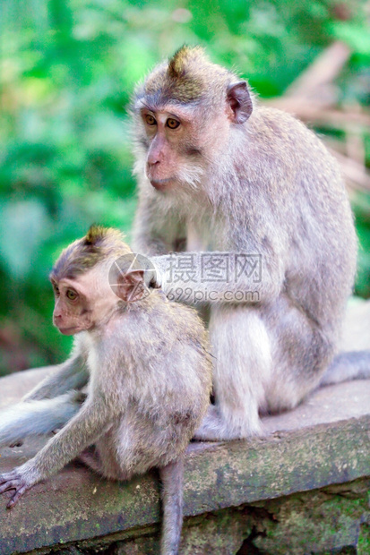 长尾马卡克Macaca高清图片下载-正版图片507052952-摄图网