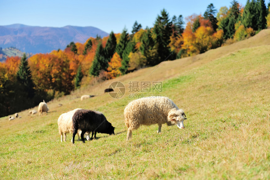 秋天田野上的绵羊高清图片下载-正版图片507055919-摄图网