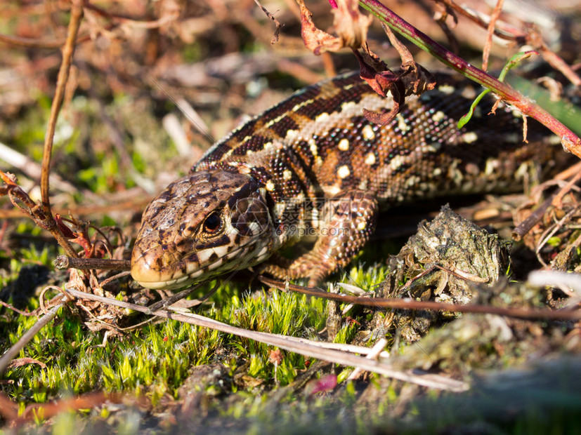 沙蜥肖像面朝上高清图片下载-正版图片507056830-摄图网