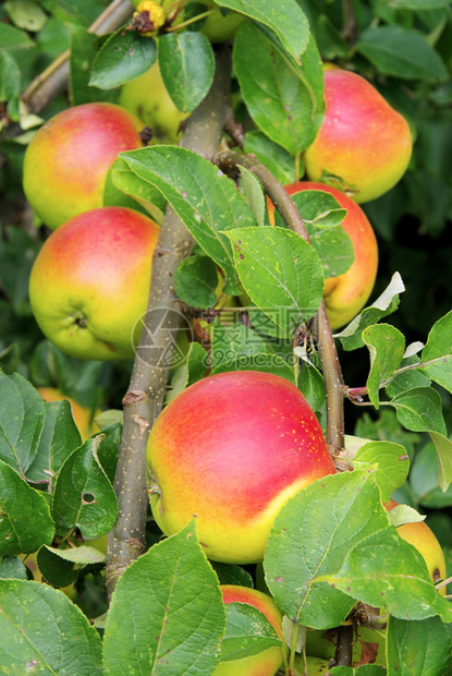 树上的苹果高清图片下载-正版图片507061452-摄图网