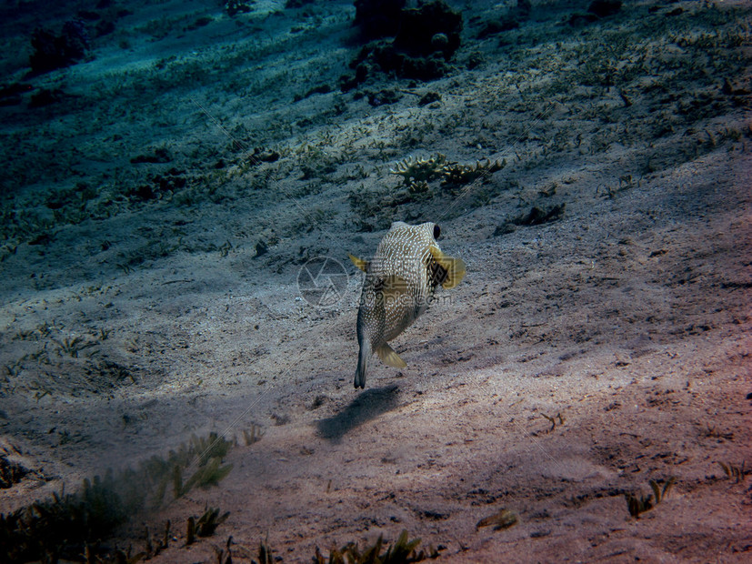 红海后面的白点河豚高清图片下载-正版图片507067516-摄图网