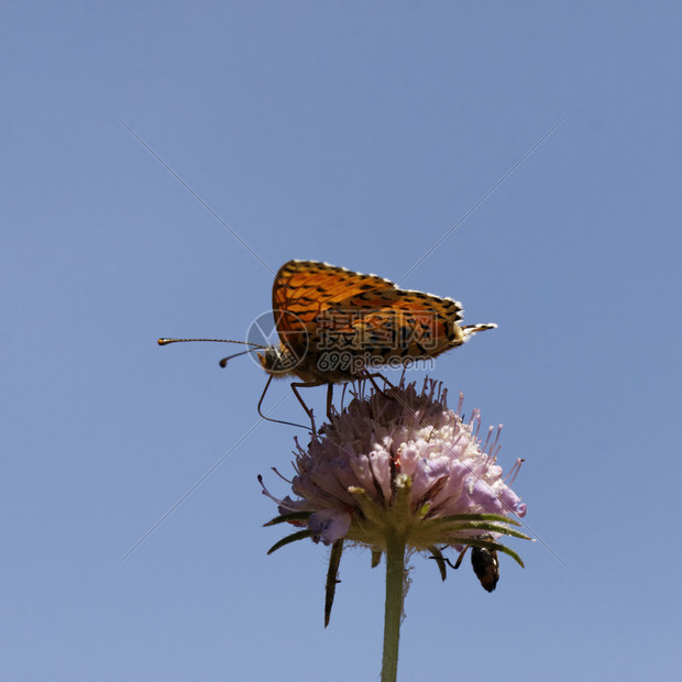 Melitaea高清图片下载-正版图片507071819-摄图网