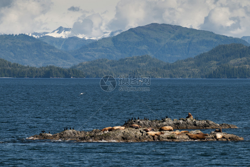 海狮躺在阿拉斯加Whittier高清图片下载-正版图片507073641-摄图网