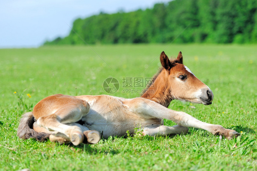 夏日草地上的小马高清图片下载-正版图片507074750-摄图网