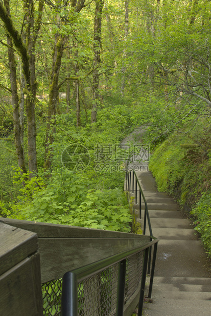 通往哥伦比亚河谷的森林底高清图片下载-正版图片507077530-摄图网