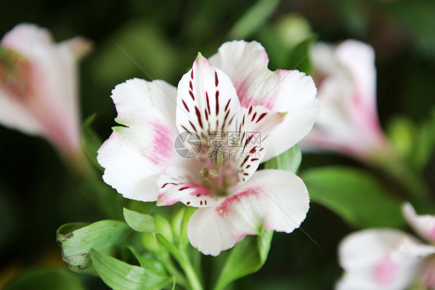 美丽的花朵图片高清图片下载-正版图片507077732-摄图网