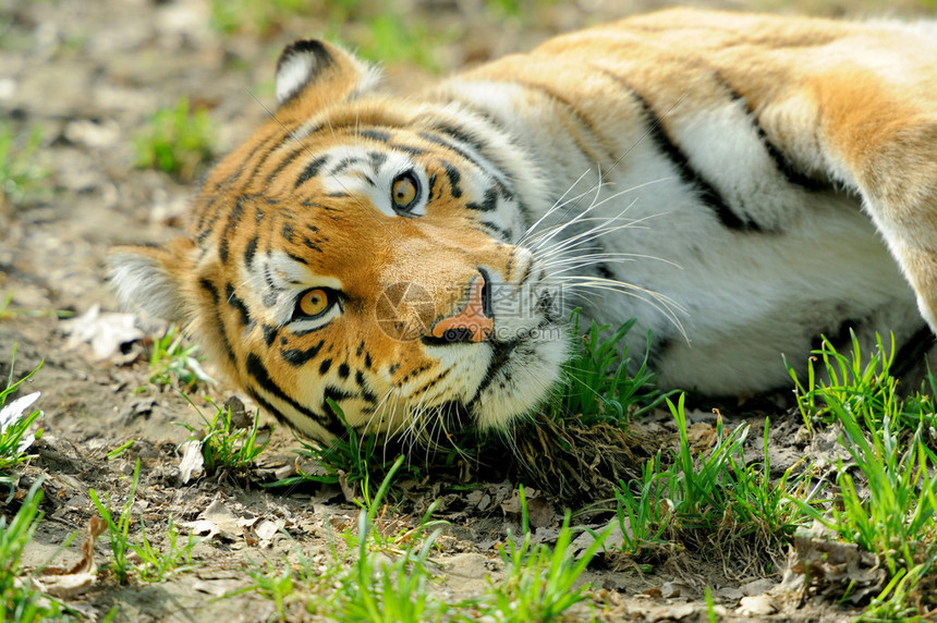 夏日阿穆尔虎在geass上高清图片下载-正版图片507078805-摄图网