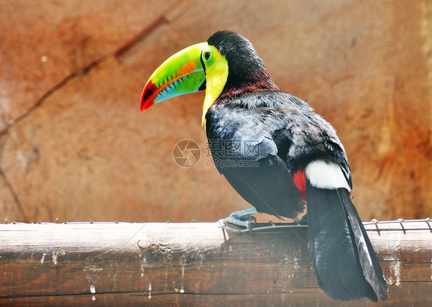 Loro公园的Araar高清图片下载-正版图片507083750-摄图网