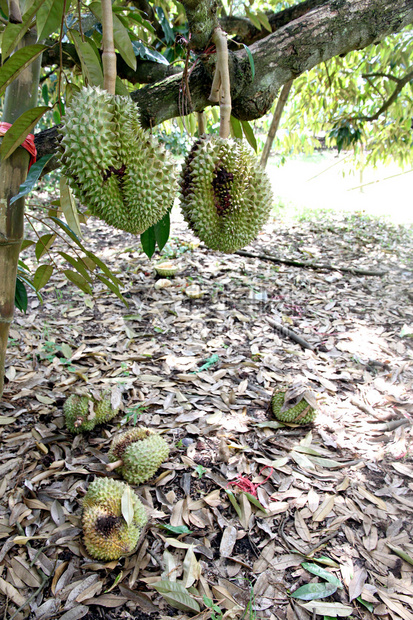 泰国的Durian高清图片下载-正版图片507084707-摄图网