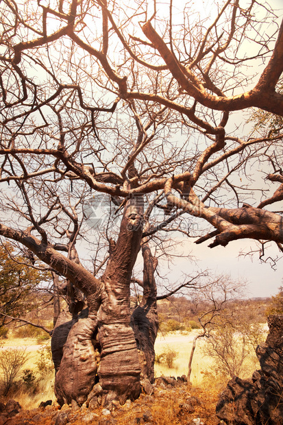 猴面包树高清图片下载-正版图片507084709-摄图网