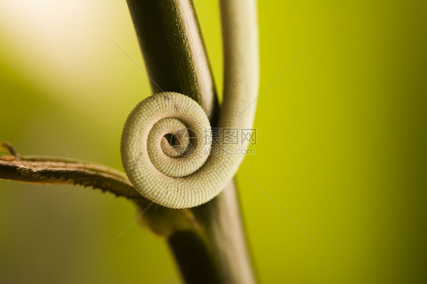 变色龙的尾巴高清图片下载-正版图片507096249-摄图网