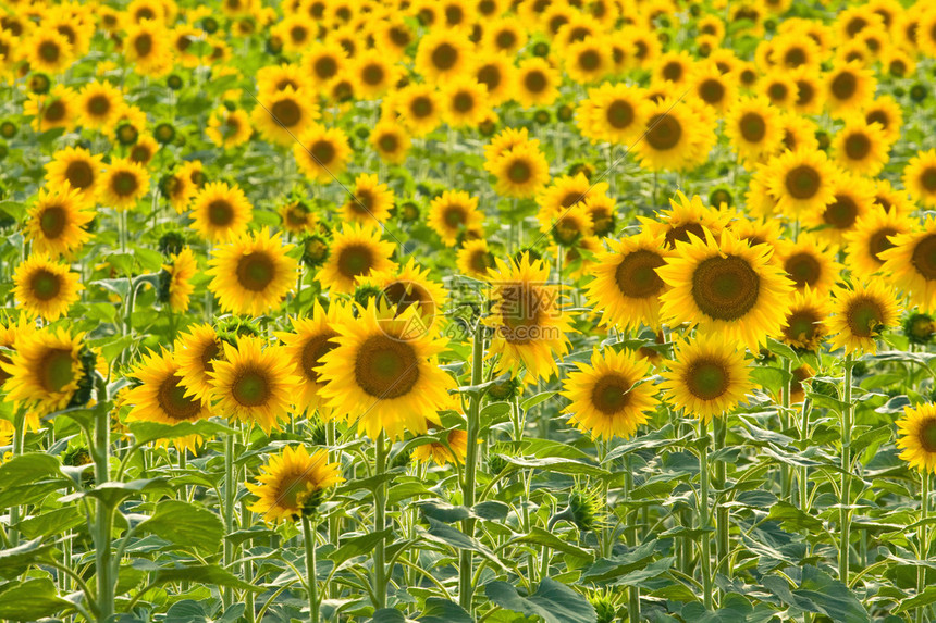 向日葵田高清图片下载-正版图片507096471-摄图网