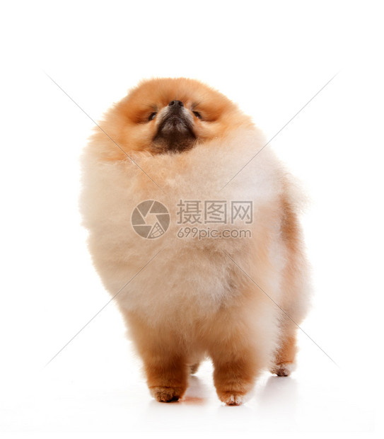 Pomeranian狗工作室高清图片下载-正版图片507097306-摄图网