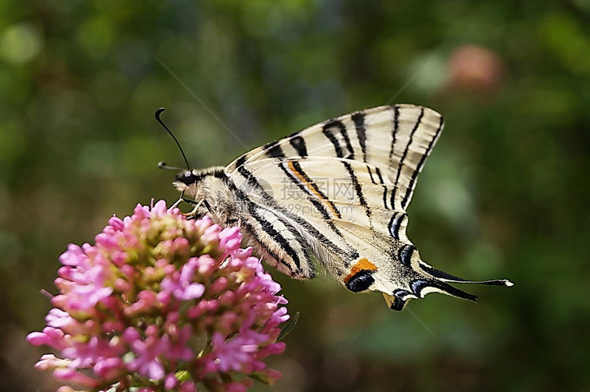 Iphiclidespodalirius高清图片下载-正版图片507100119-摄图网