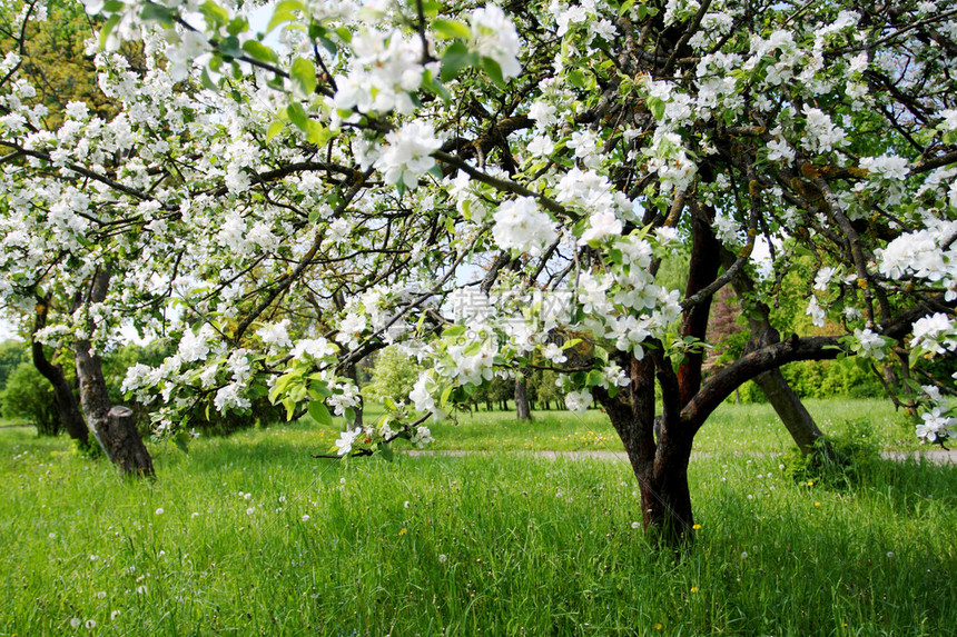 苹果树开花的分支在春天高清图片下载-正版图片507101921-摄图网