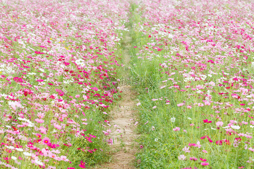 上美丽的花朵高清图片下载-正版图片507102145-摄图网