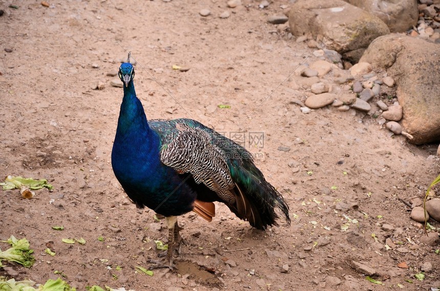 蓝孔雀高清图片下载-正版图片507103735-摄图网