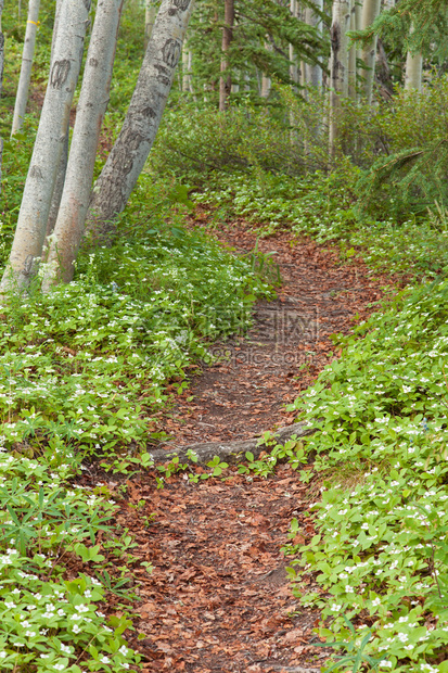Bunchberry花Cornuscanadensis或匍匐的山茱萸在加拿大育空地区的北方森林针叶林的人行道两侧像野花高清图片下载-正版图片 ...